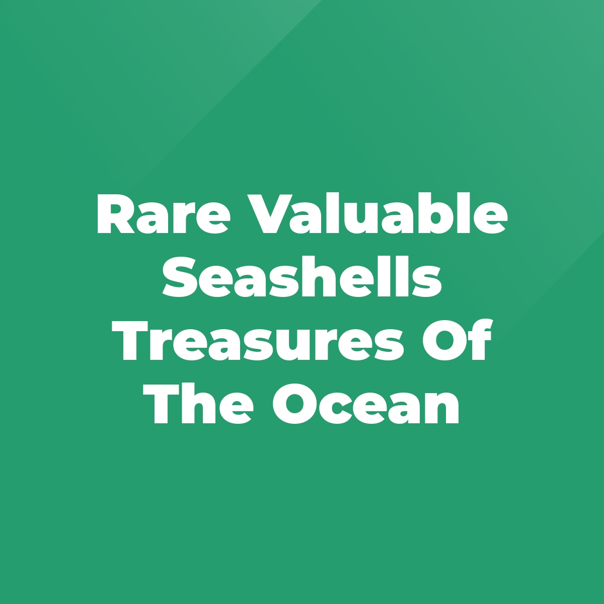 Rare Valuable Seashells Treasures Of The Ocean - Stratford Antiques ...